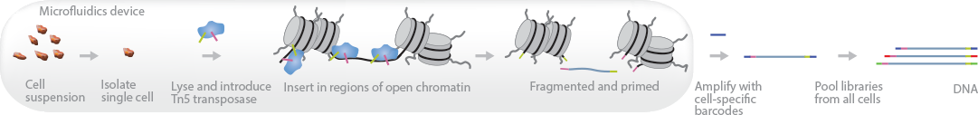 scATAC-Seq (Microfluidics variation) - Enseqlopedia