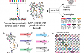 Single-cell sequencing Archives - Enseqlopedia