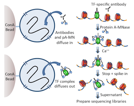 Cut&Run-Seq - an alternative to ChIP? - Enseqlopedia
