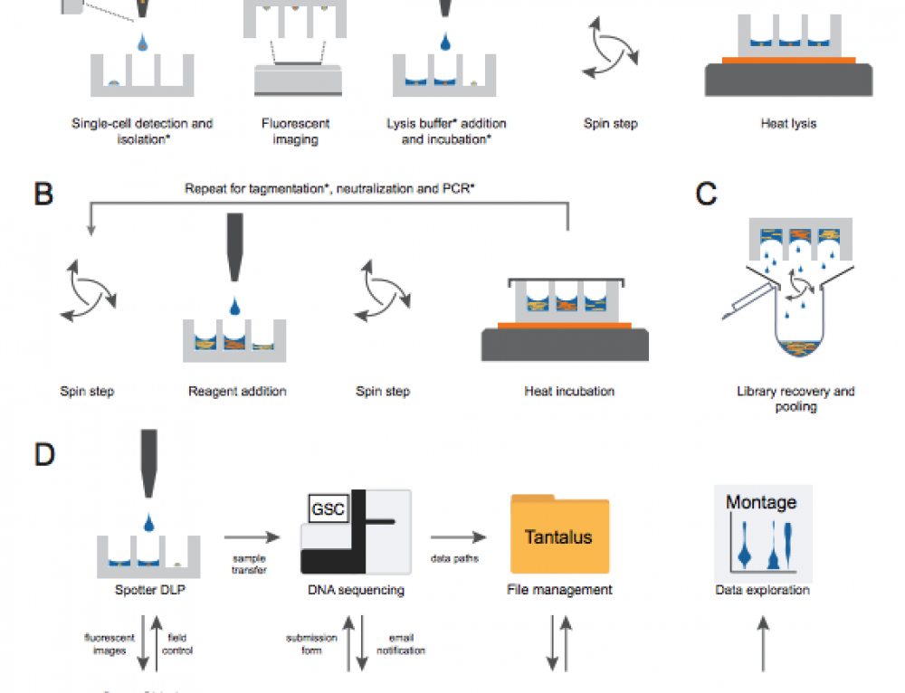 Understanding a 10XGenomics Cell ranger QC report - Enseqlopedia