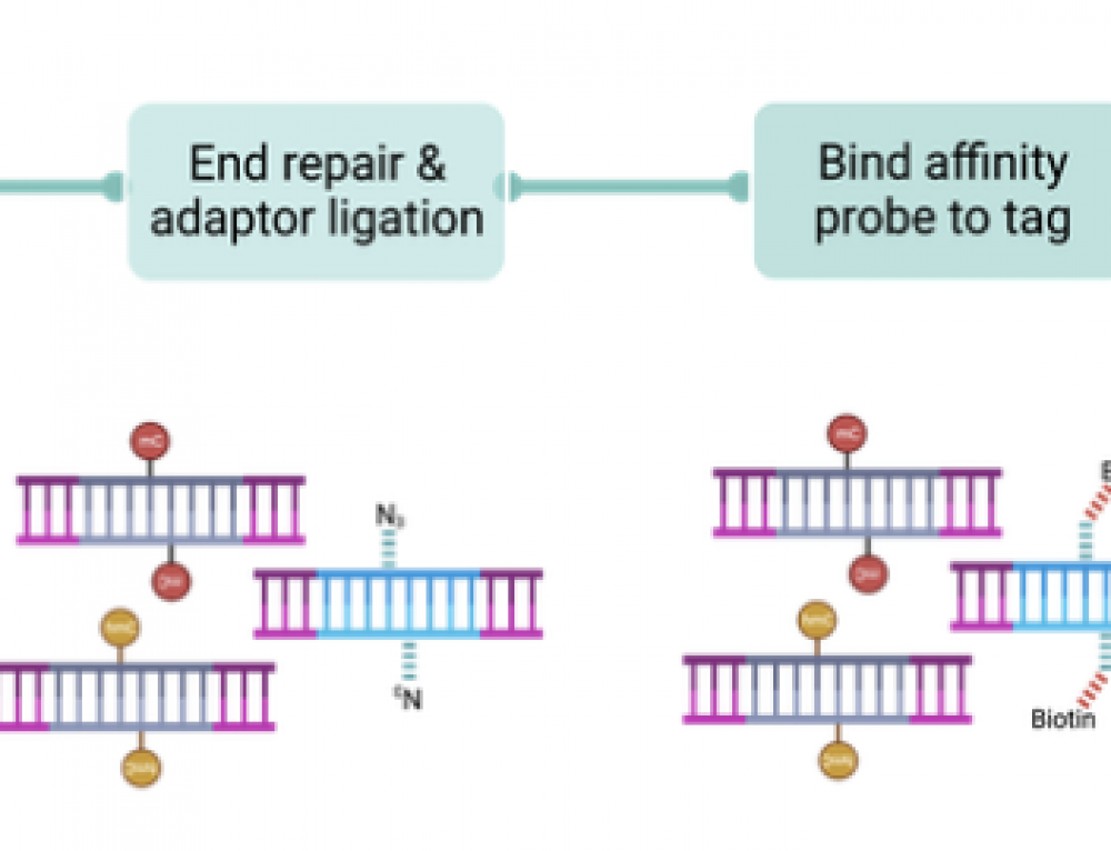 Element Biosciences AVITI: the new kid on the NGS block - Enseqlopedia